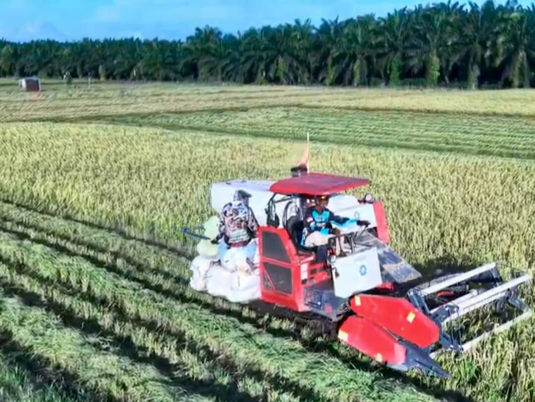 Hasil Program Oplah Non Rawa Seluas 2.200 Hektare di Seluma Diklaim ...
