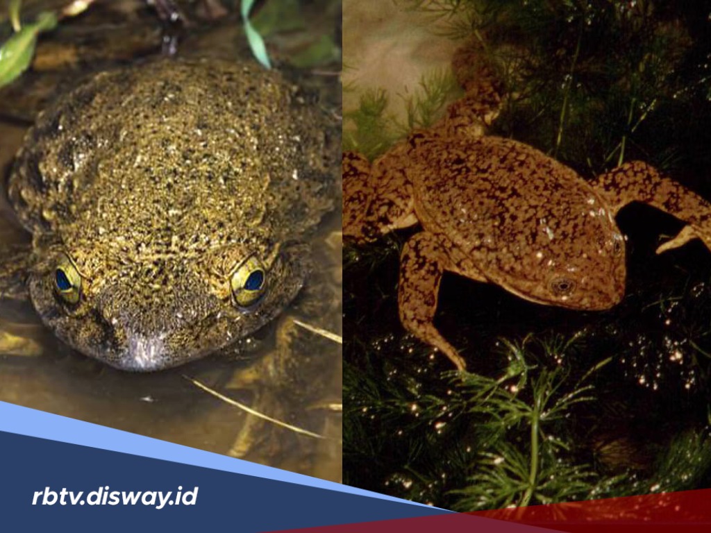 Warga Brazil Dihebohkan Hujan Katak, Lantas Berapa Berat Rata-rata ...