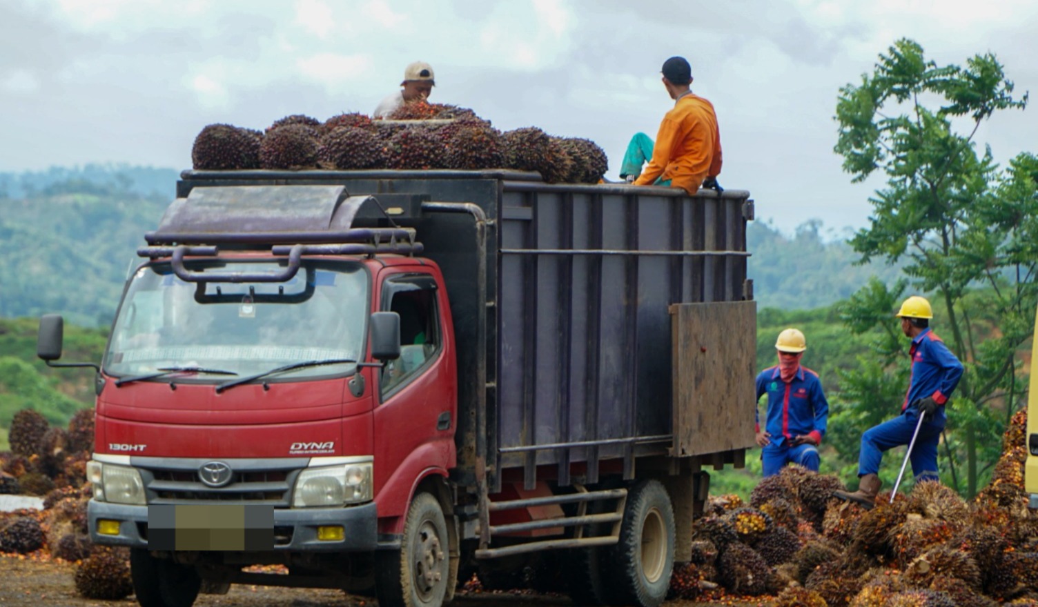 Harga TBS Kelapa Sawit di Riau Turun Tipis Akhir April 2025, Ini Daftar Lengkap Harga ...